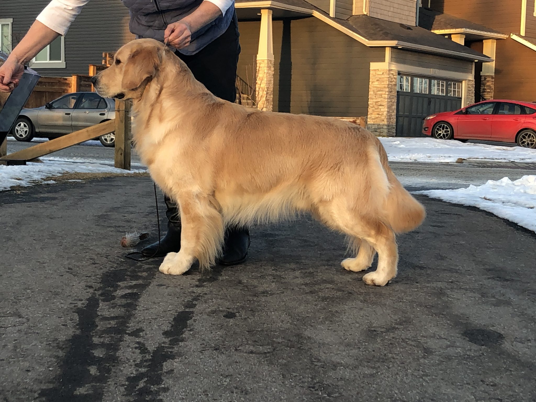 Our Boys – Madison Golden Retrievers